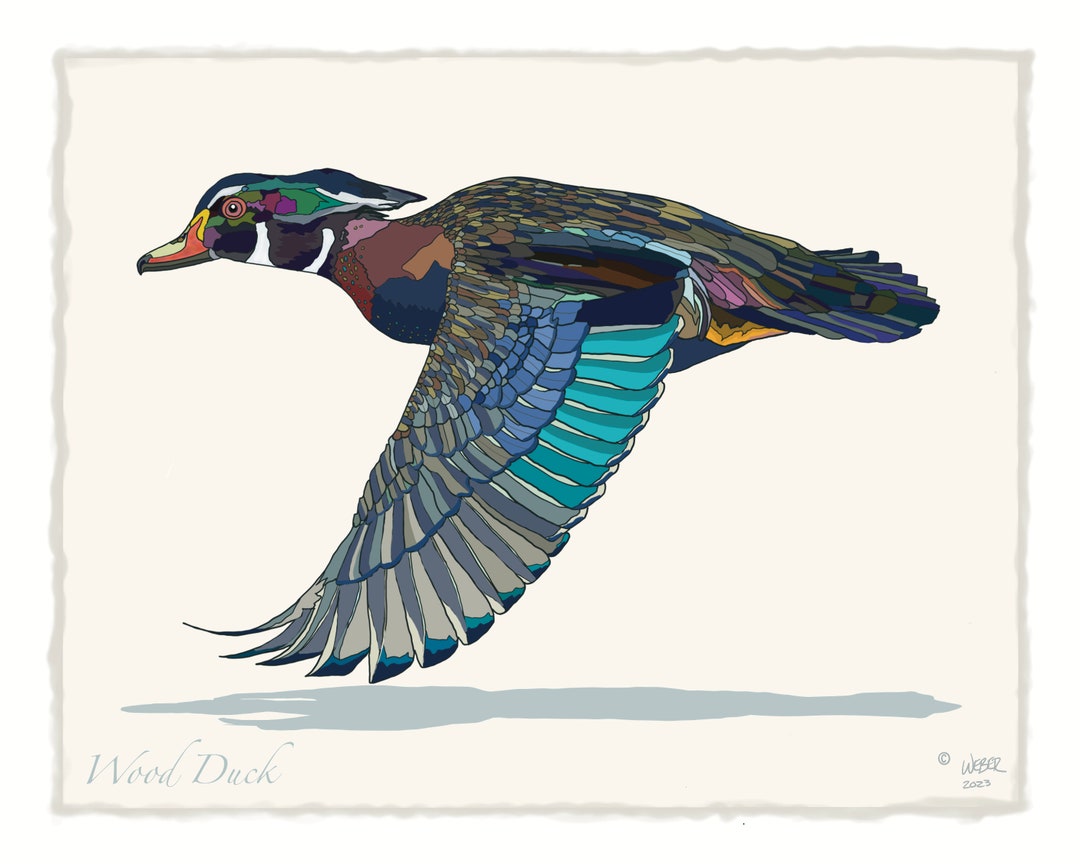 Wood Duck Print 8"x10" - Etsy