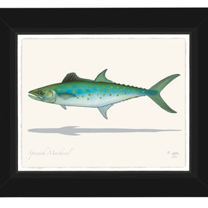Spanish Mackerel Fish Print - Etsy