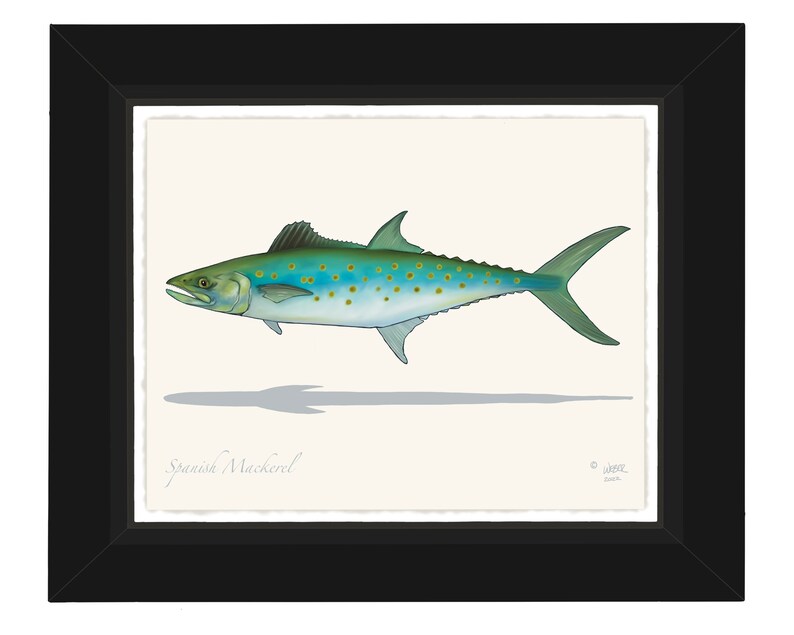 Spanish Mackerel Fish Print - Etsy