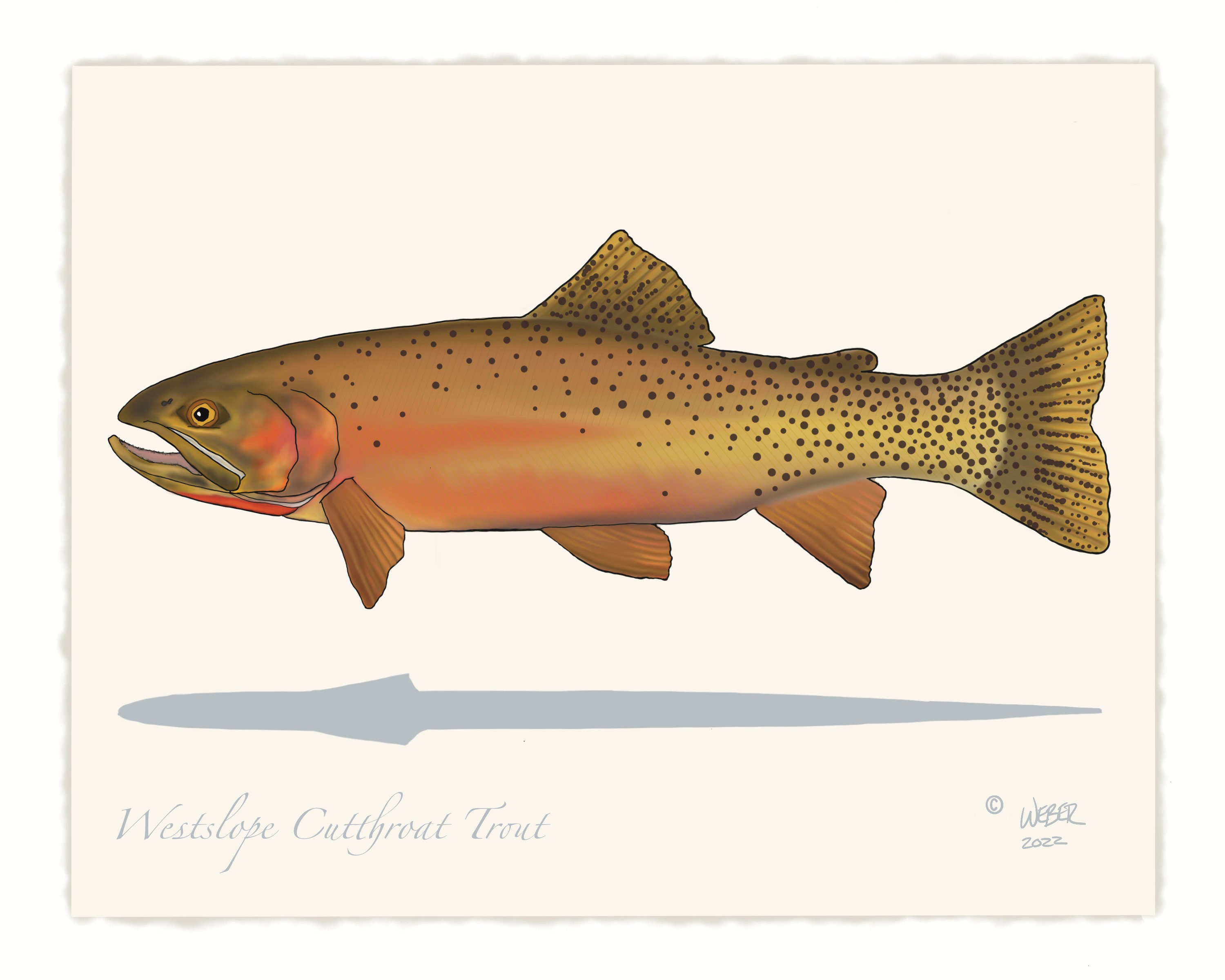 Westslope Cutthroat Trout Print - Etsy