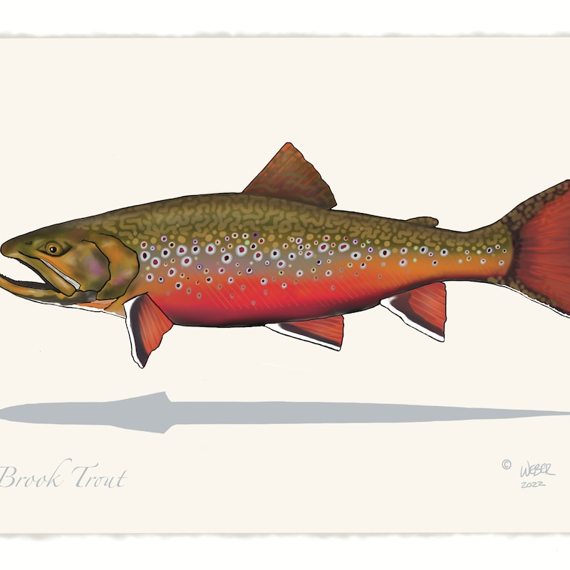 Trout Print - Etsy
