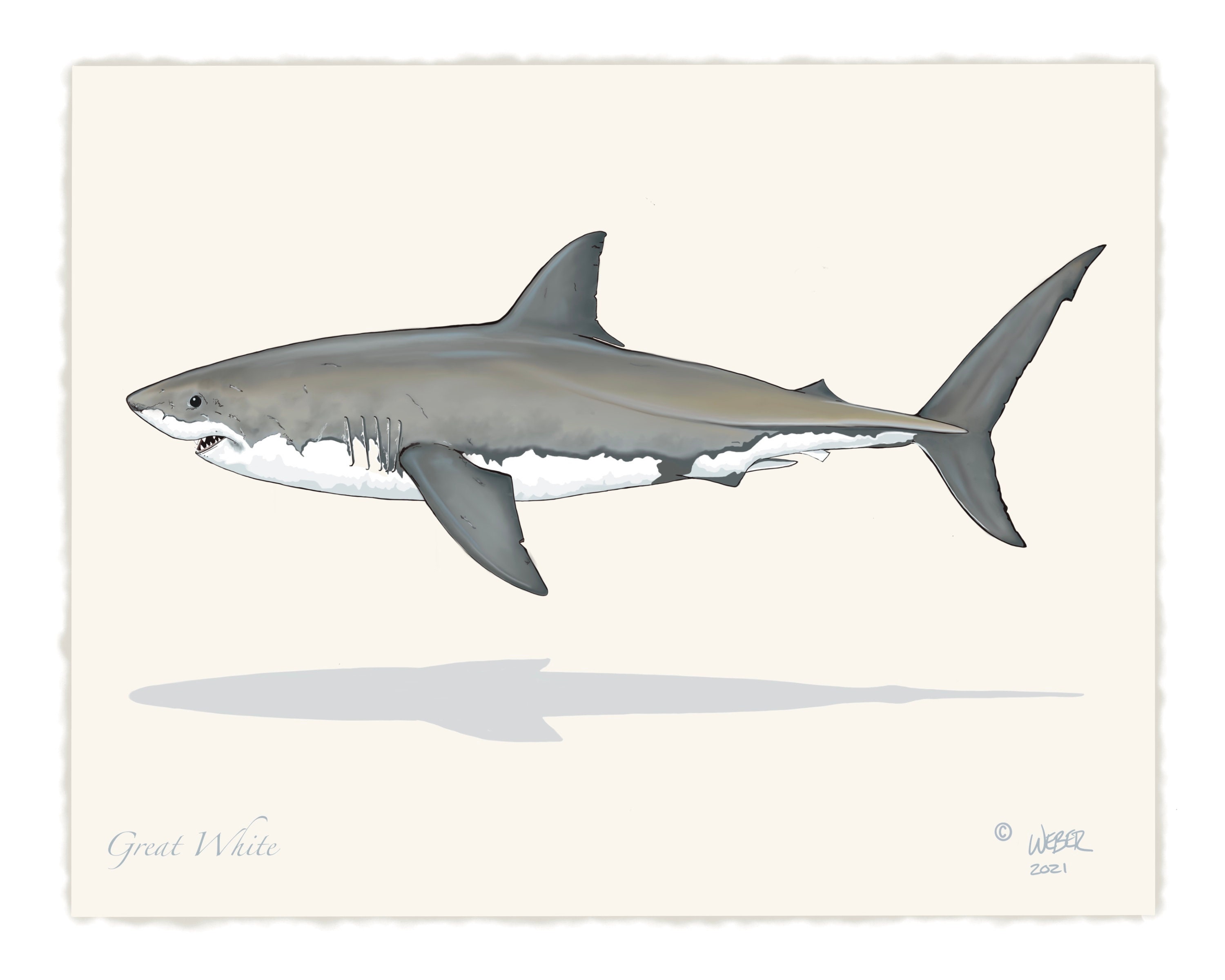 Great White Shark Print - Etsy
