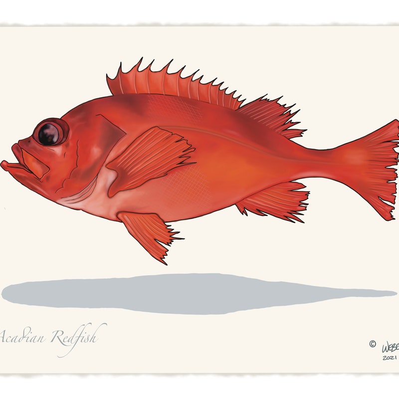 Acadian - Etsy