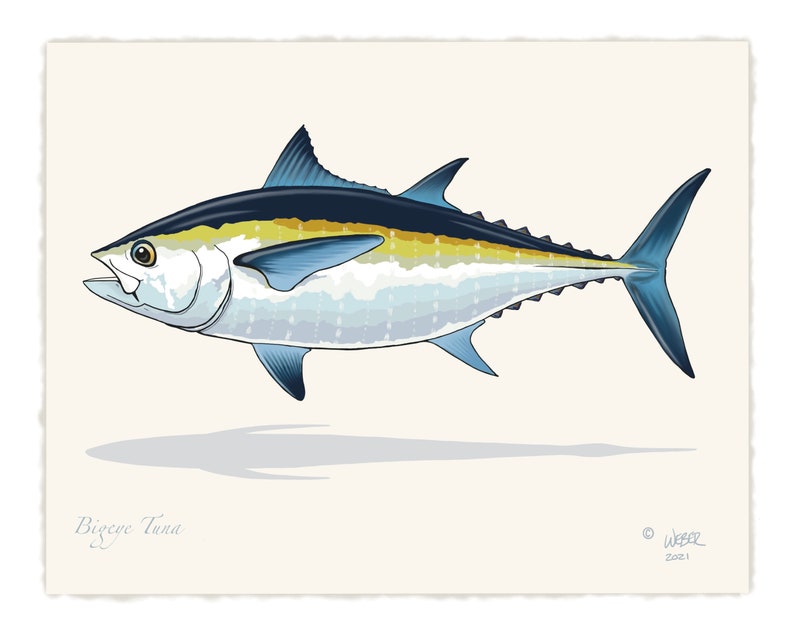 Bigeye Tuna Fish Print - Etsy