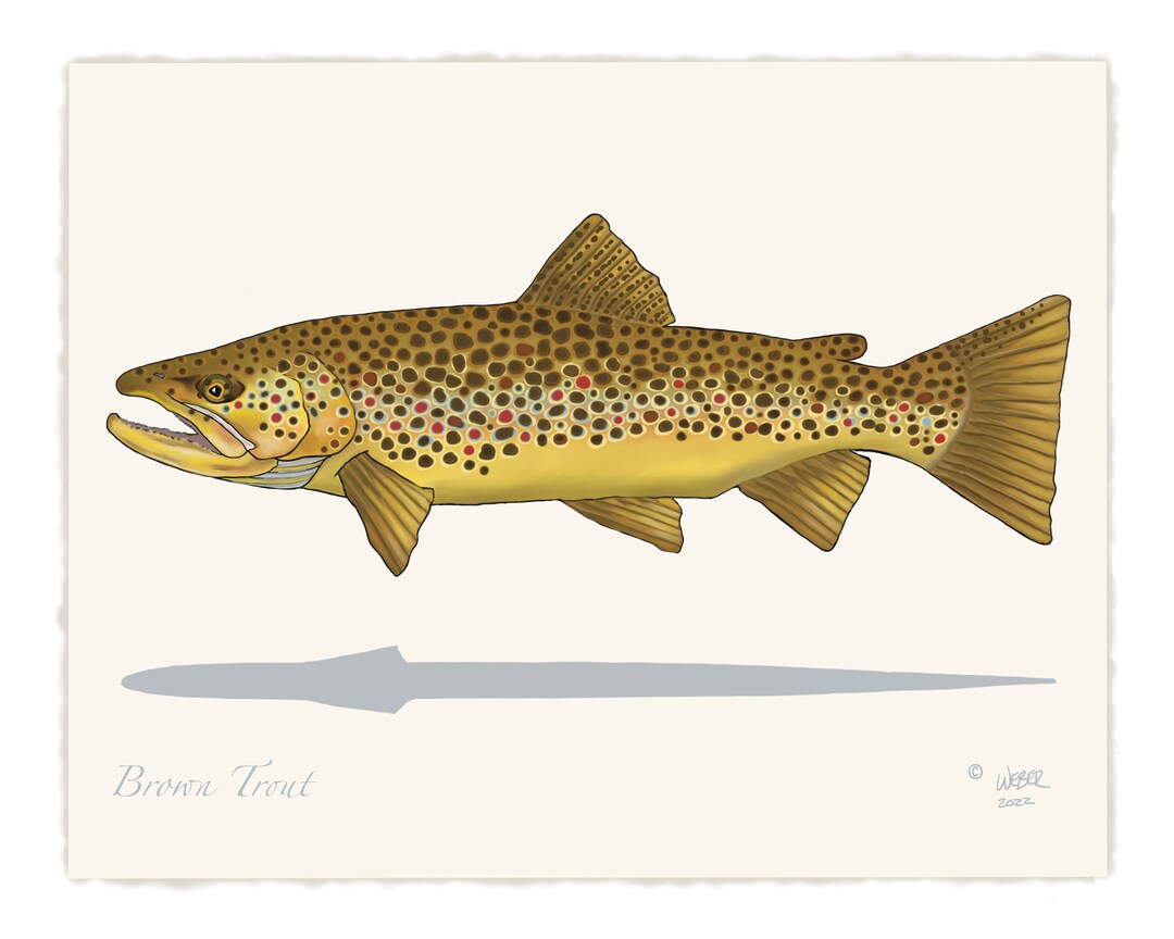 Brown Trout Print - Etsy