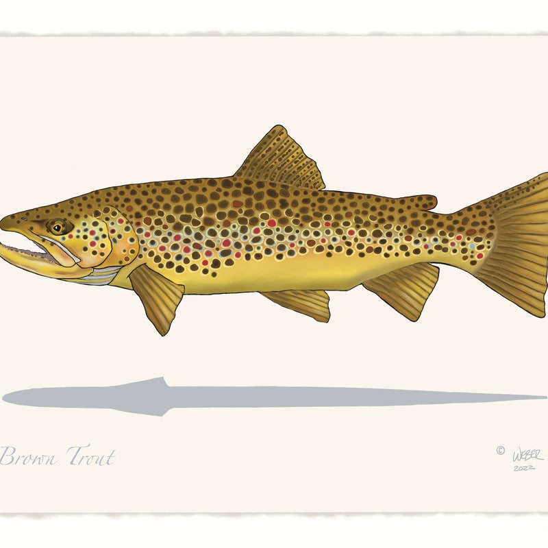 Trout Print - Etsy