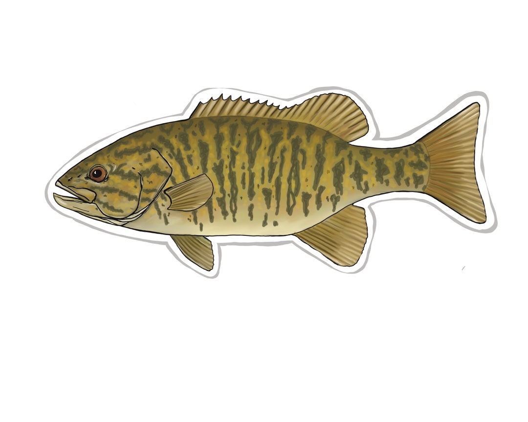 Smallmouth Bass 5.5" Fishing Sticker - Etsy