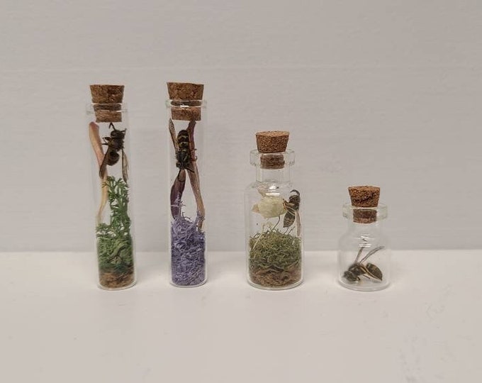 Moss Wasp Vials Real Bugs Taxidermy Bone Art Oddities Bumble Bee Oddity ...