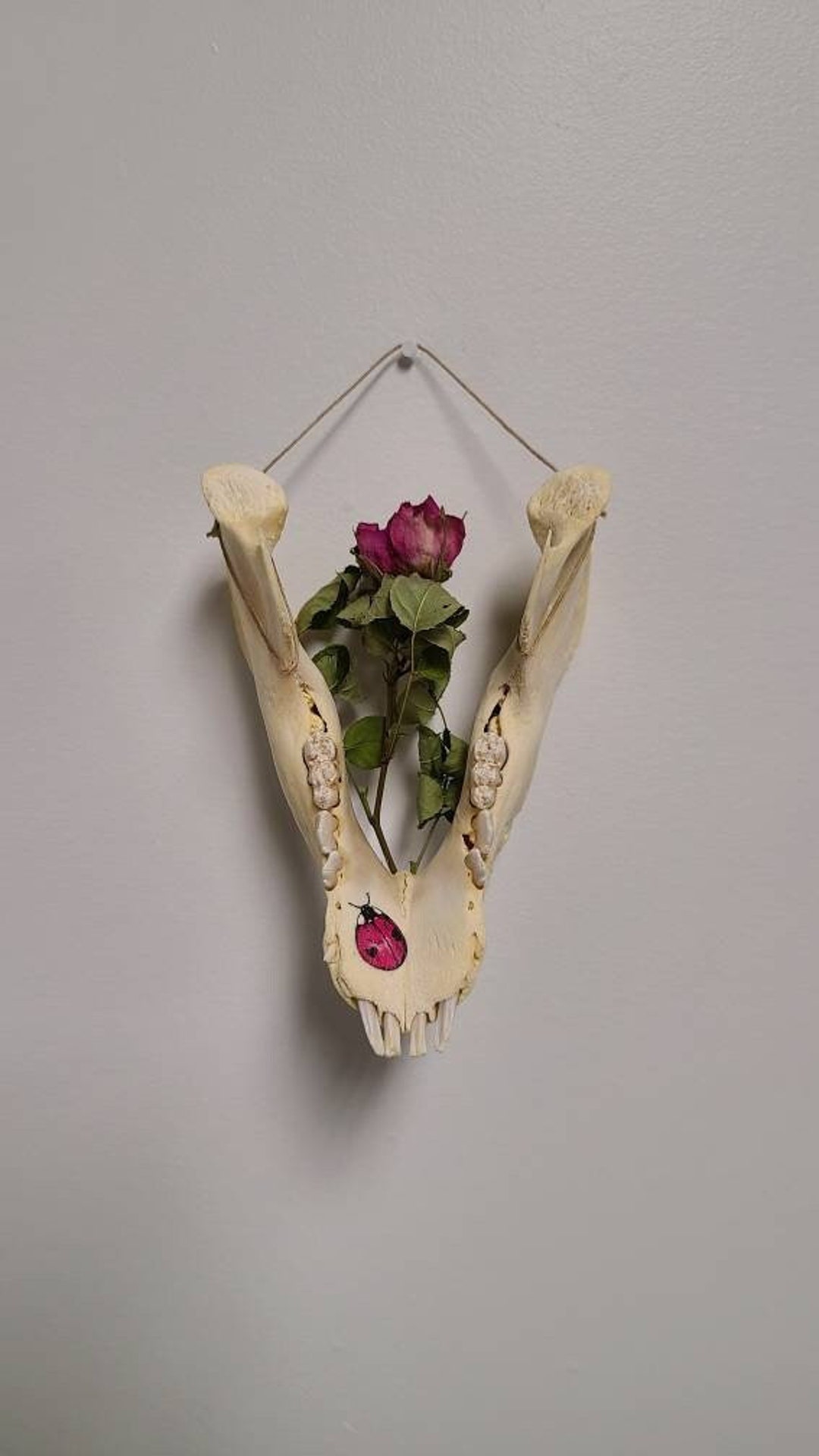 Hanging Piglet Jaw Bone Purple & Pink Flowers Decoupage Bone Dried Rose ...