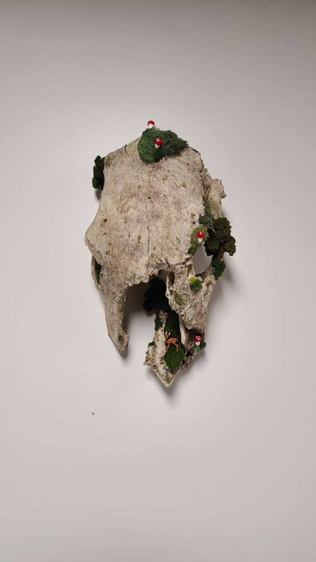 Cow Skull | Forest Skull | Deer | Real Animal Skull | Oddities ...