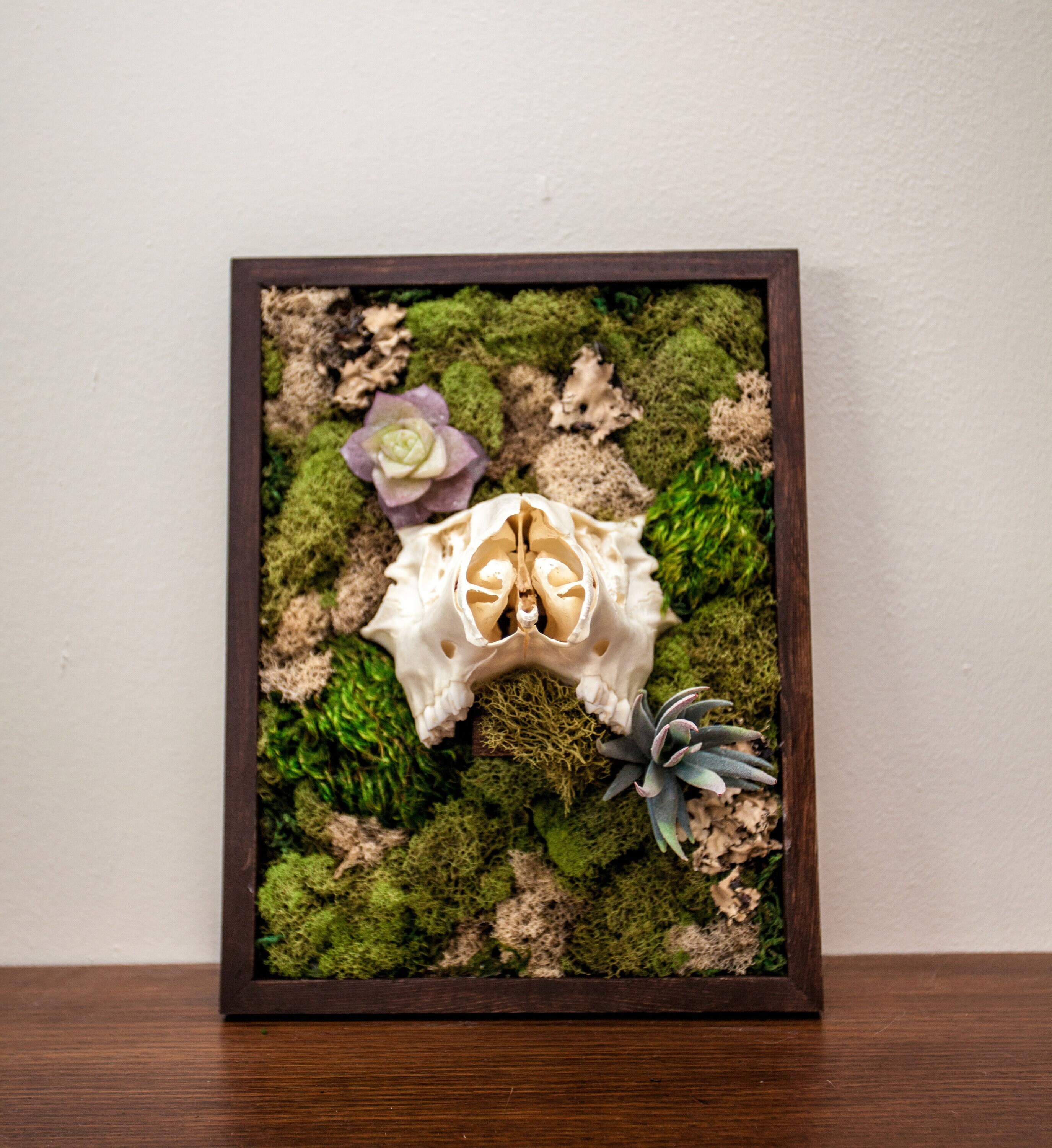 Moss Garden Deer Skull Succulent Garden Real Skull Animal Skull Fake ...