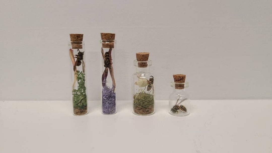 Moss Wasp Vials | Real Bugs | Taxidermy | Bone Art | Oddities | Bumble ...