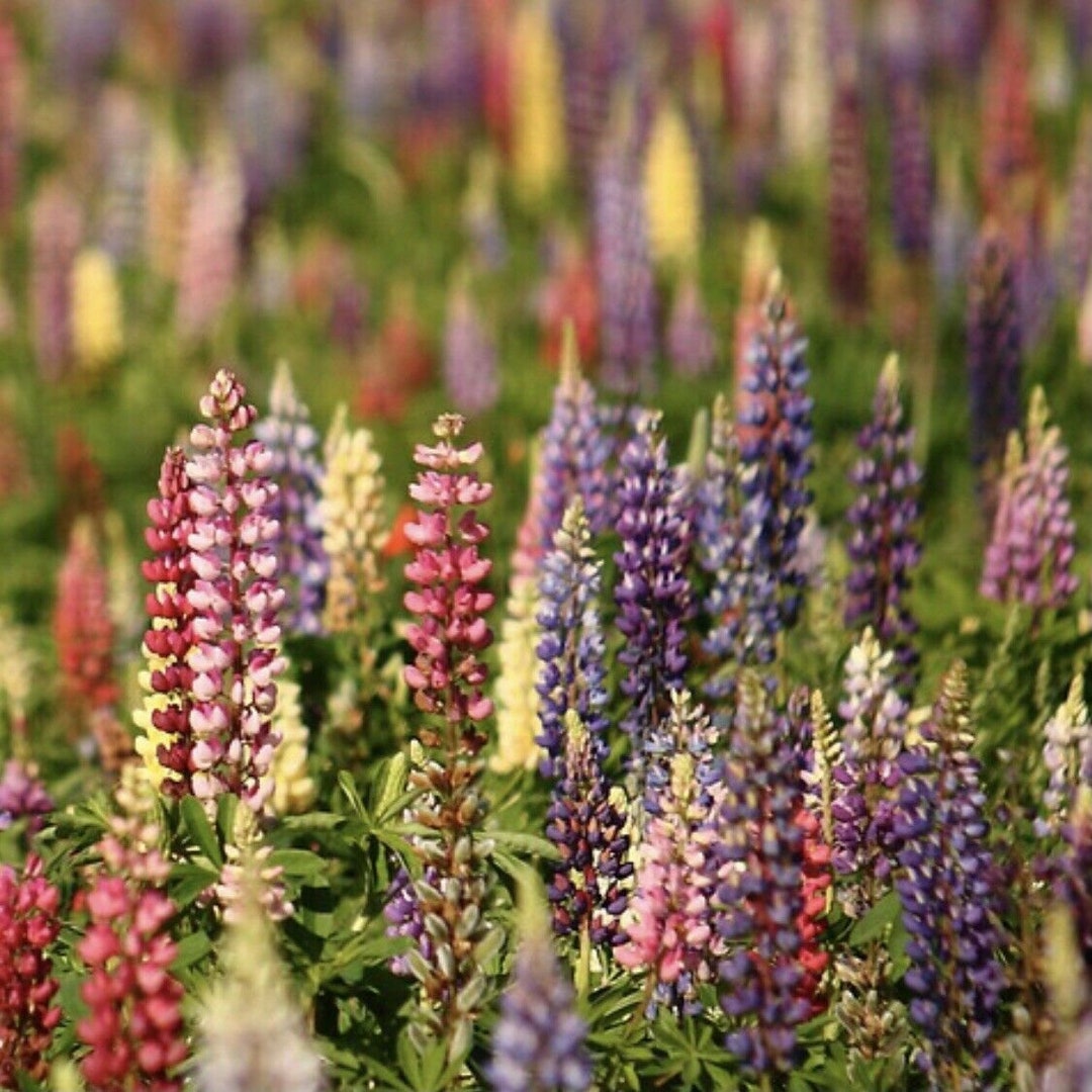 Scottish Lupin Mixed Seeds: Festival Mix, Pollinator Friendly (20 Seeds ...