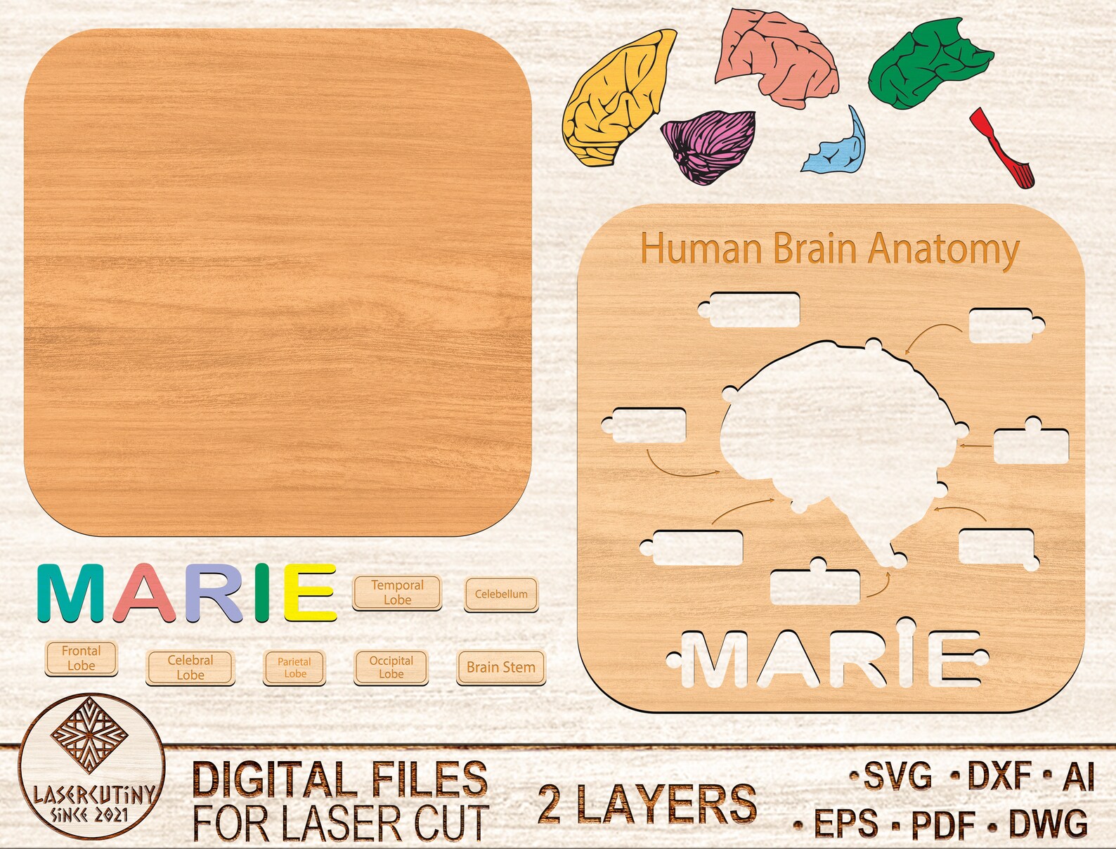 Human Brain Anatomy Puzzle Laser Cut File,svg,dxf,kids Laser Svg Design ...
