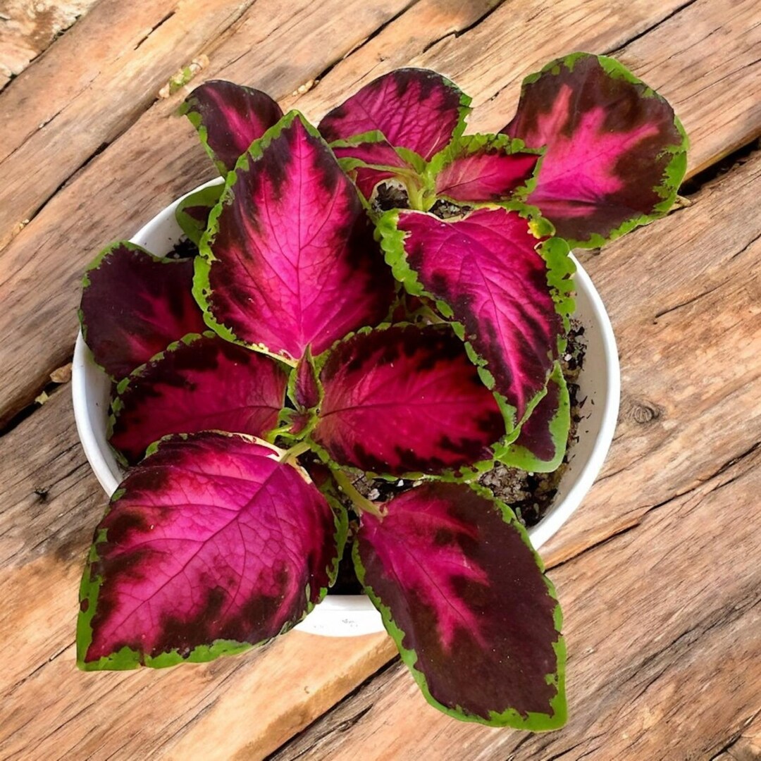 Chocolate Covered Cherry Coleus Plant, Potted, 4" Mini, Small/medium ...