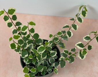 Variegated Creeping Fig | Etsy