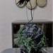 Raven Automata. Mechanical Automaton, Moving Raven, With Moving Wings ...