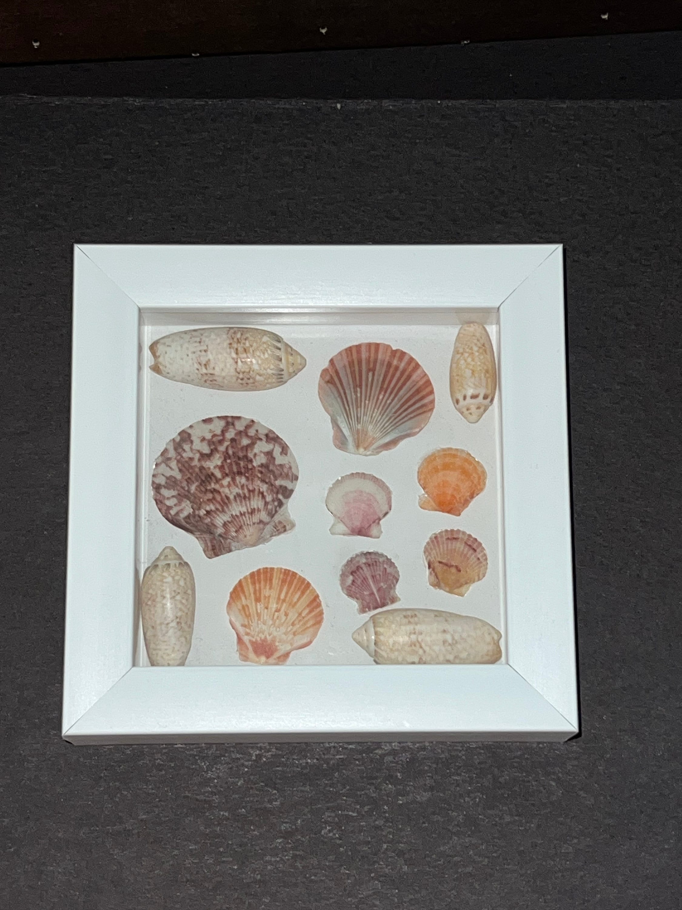 Seashell Variety Shadow Box - Etsy