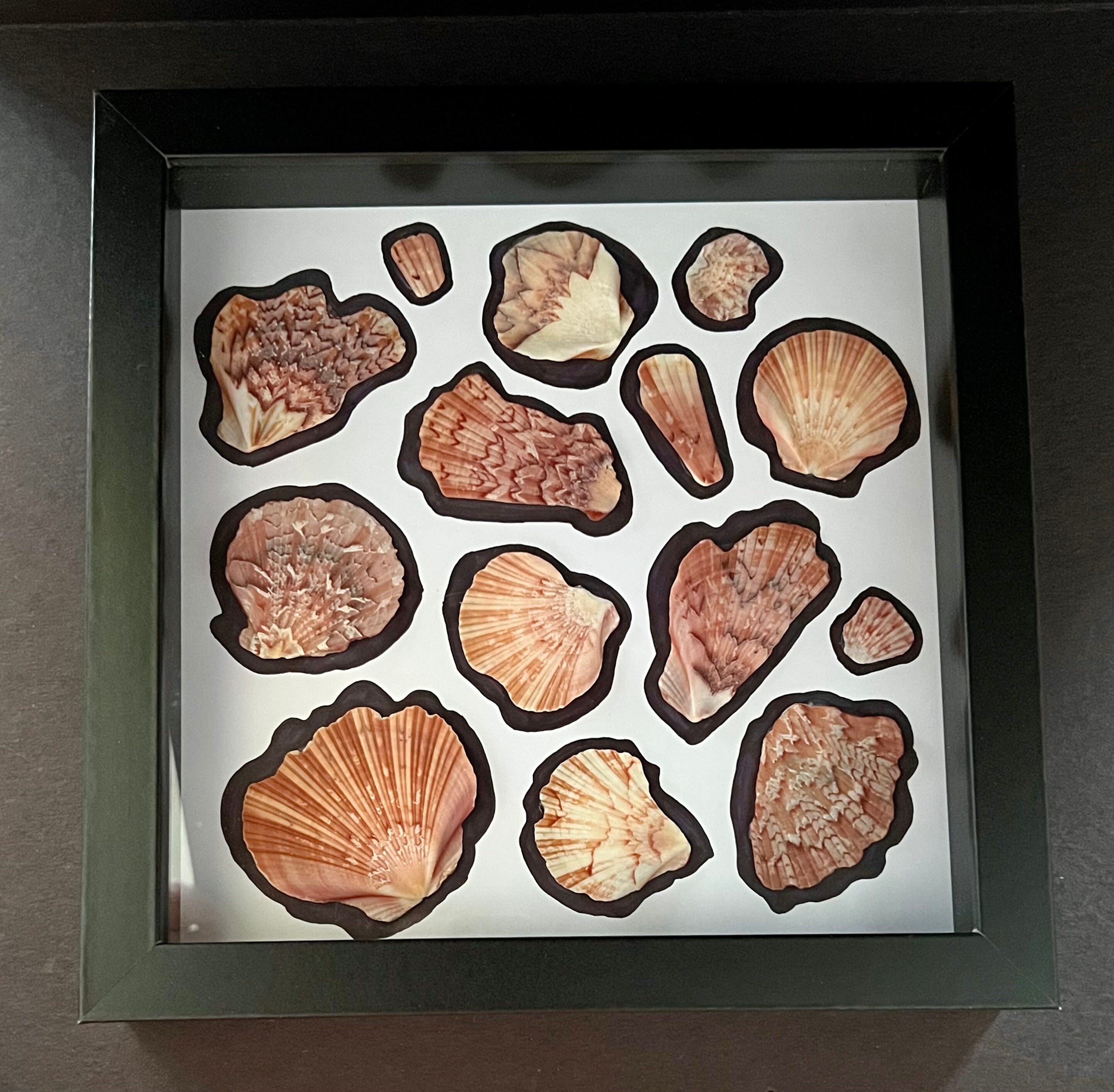 Flat Scallops Seashells Shadow Box - Etsy