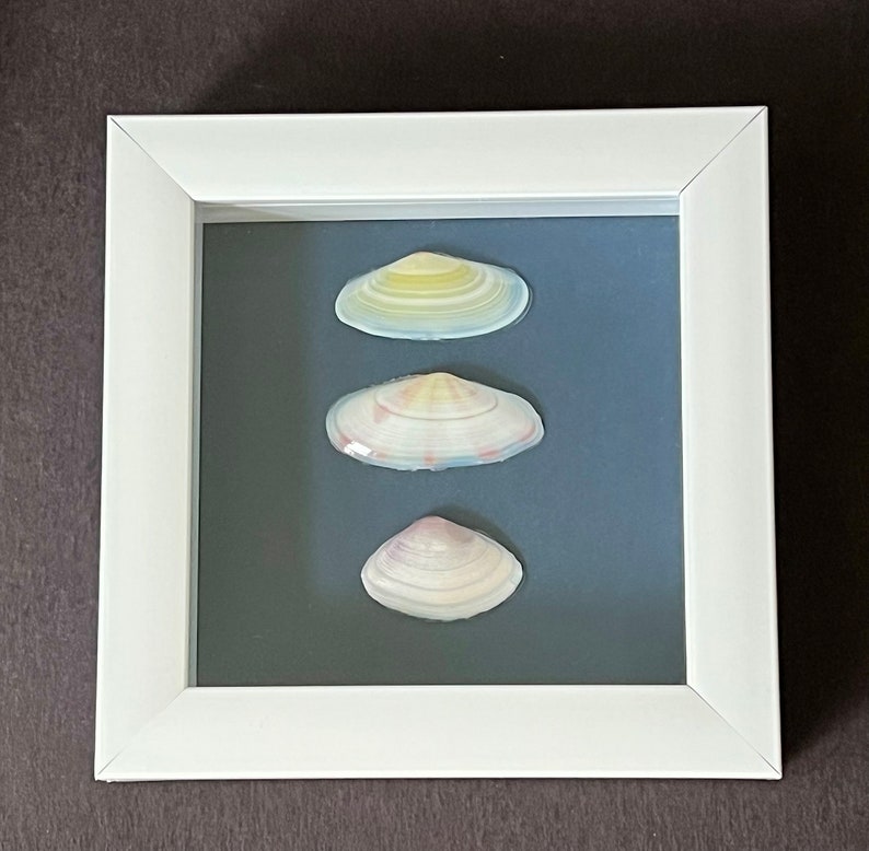 Seashell Shadow Box - Etsy