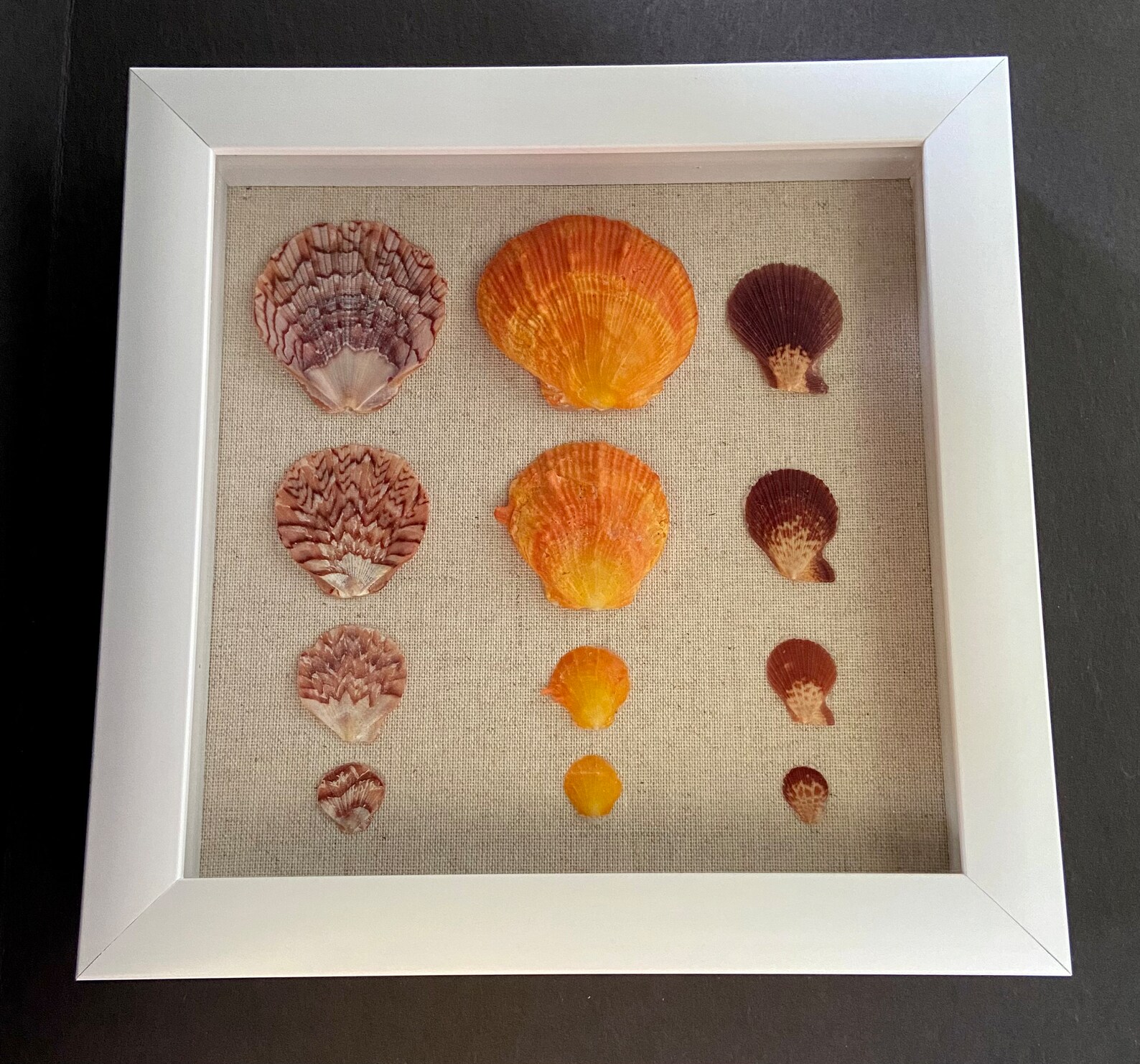 8x8 Seashell Scallops Shadow Box - Etsy
