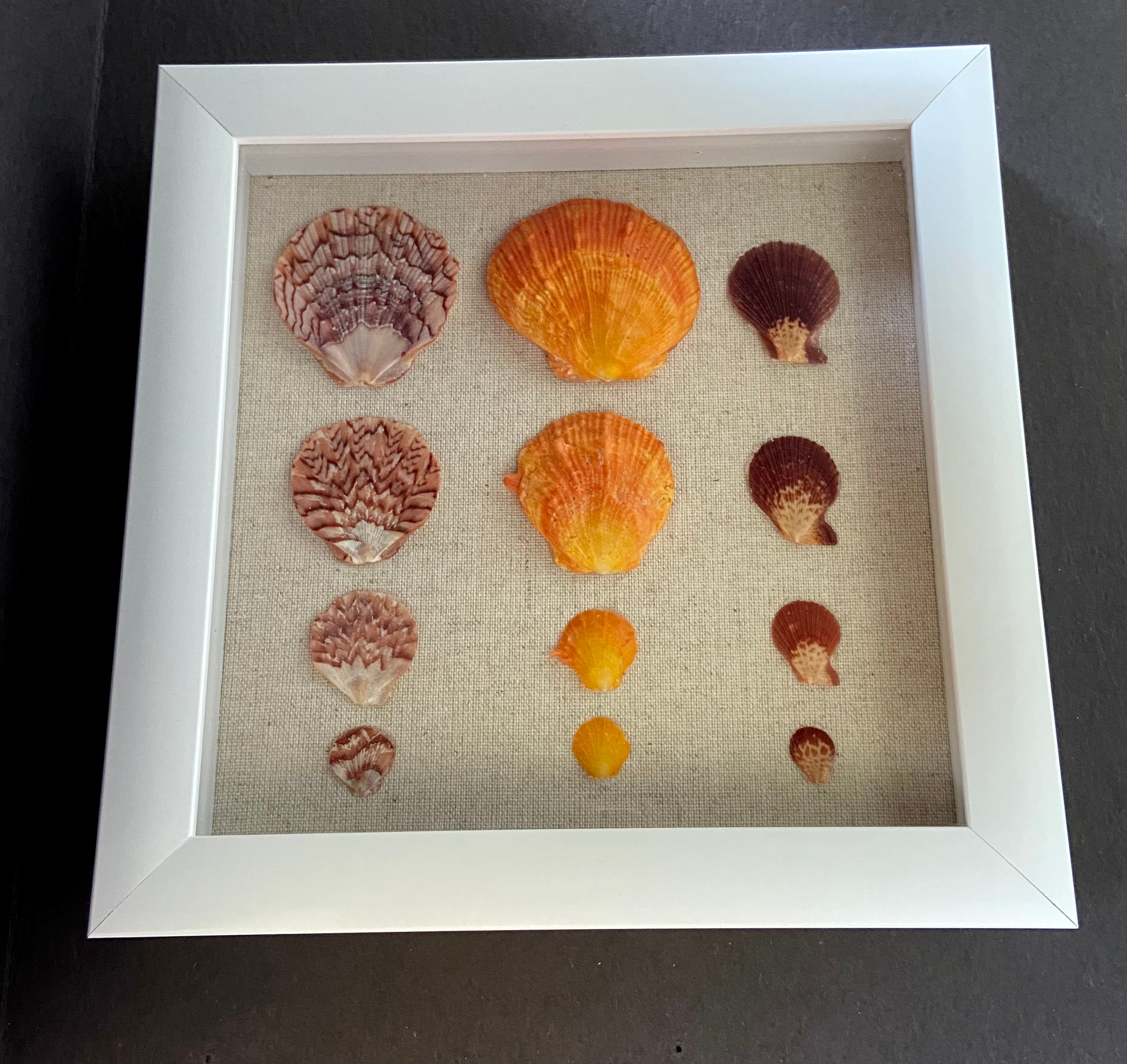 8x8 Seashell Scallops Shadow Box - Etsy