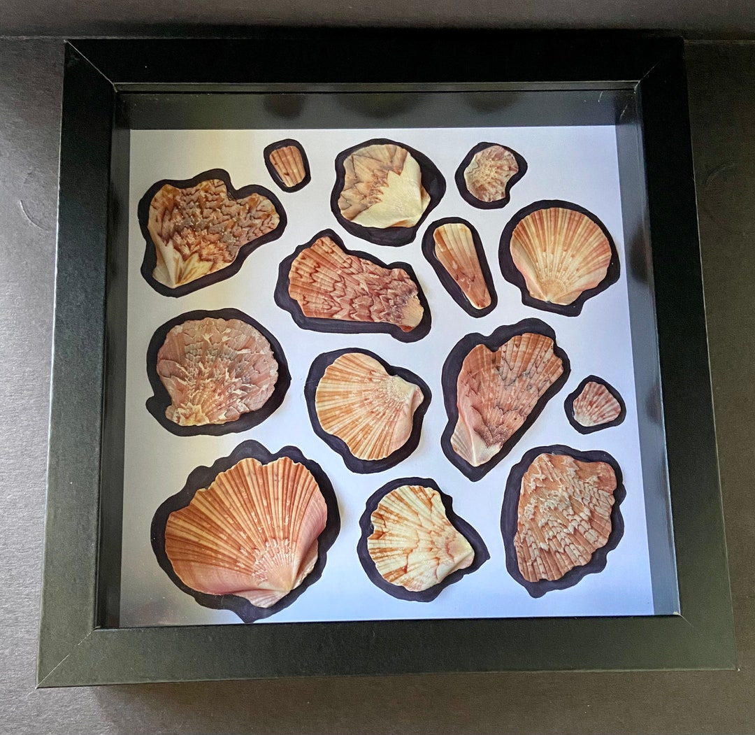 Flat Scallops Seashells Shadow Box - Etsy