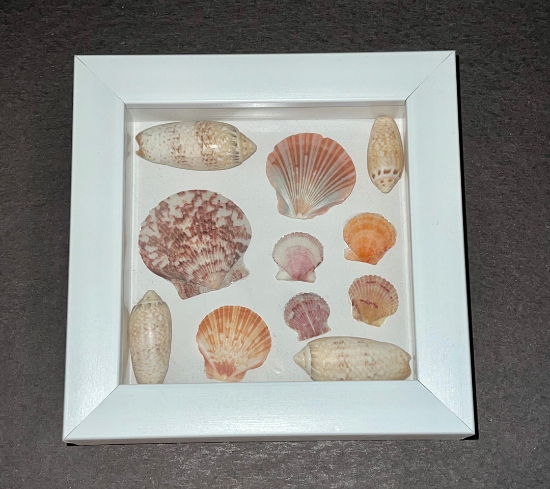 Seashell Variety Shadow Box - Etsy