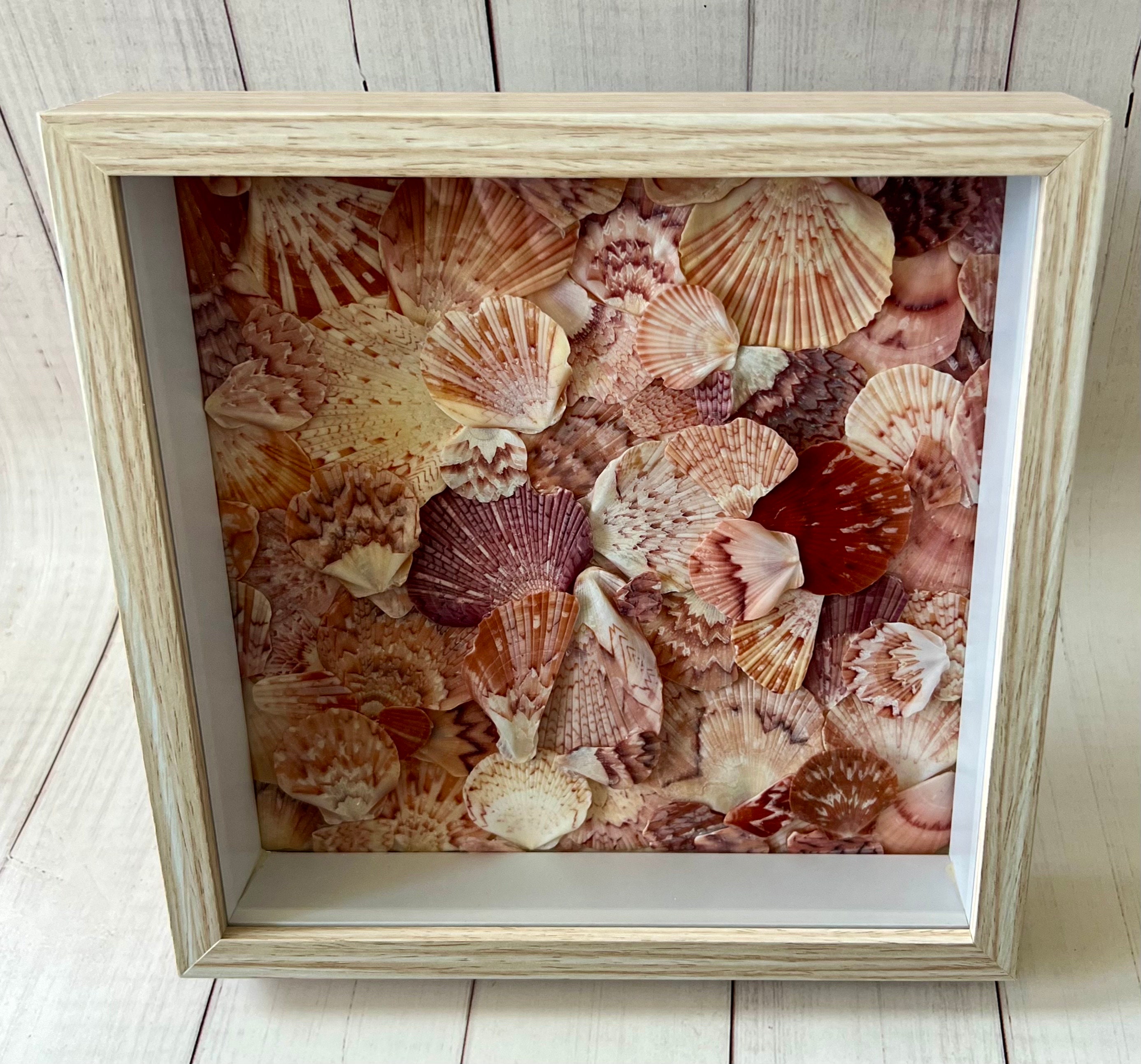 Flat Scallop Seashells Shadow Box - Etsy