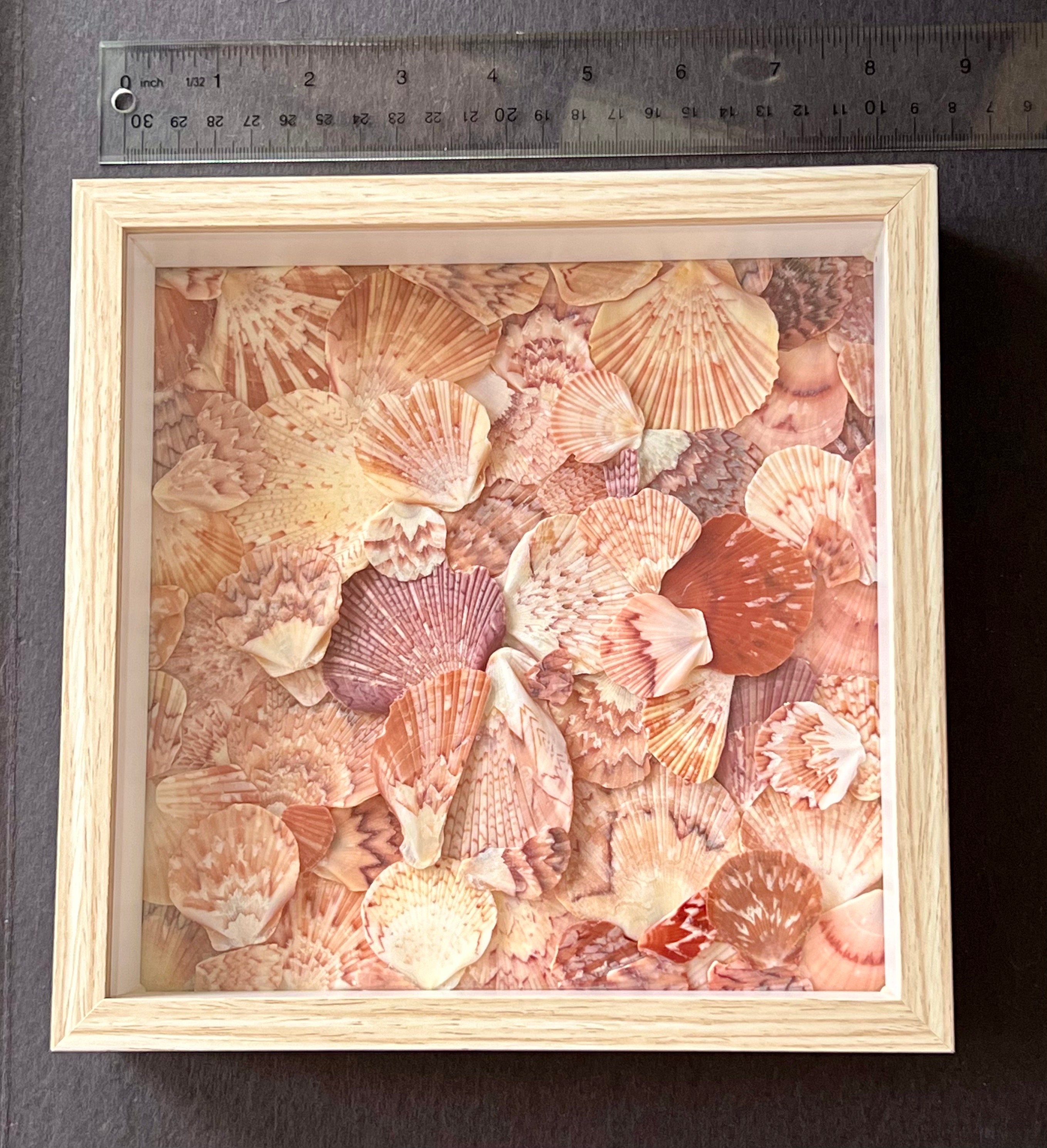 Flat Scallop Seashells Shadow Box - Etsy