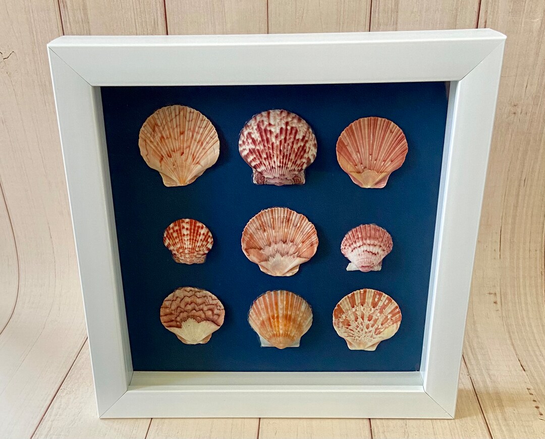 Seashell Scallops Shadow Box - Etsy