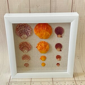 8x8 Seashell Scallops Shadow Box - Etsy