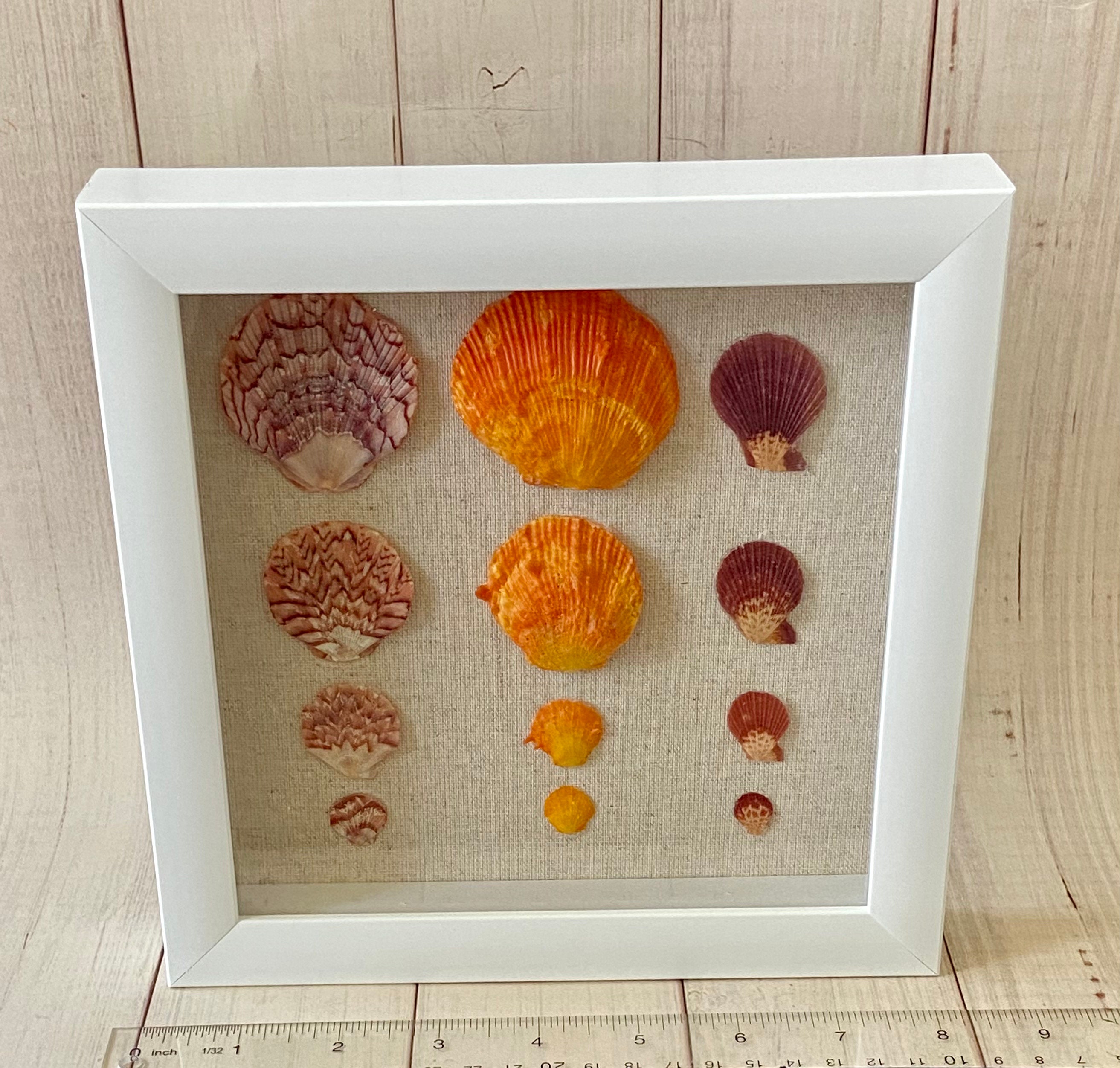 8x8 Seashell Scallops Shadow Box - Etsy