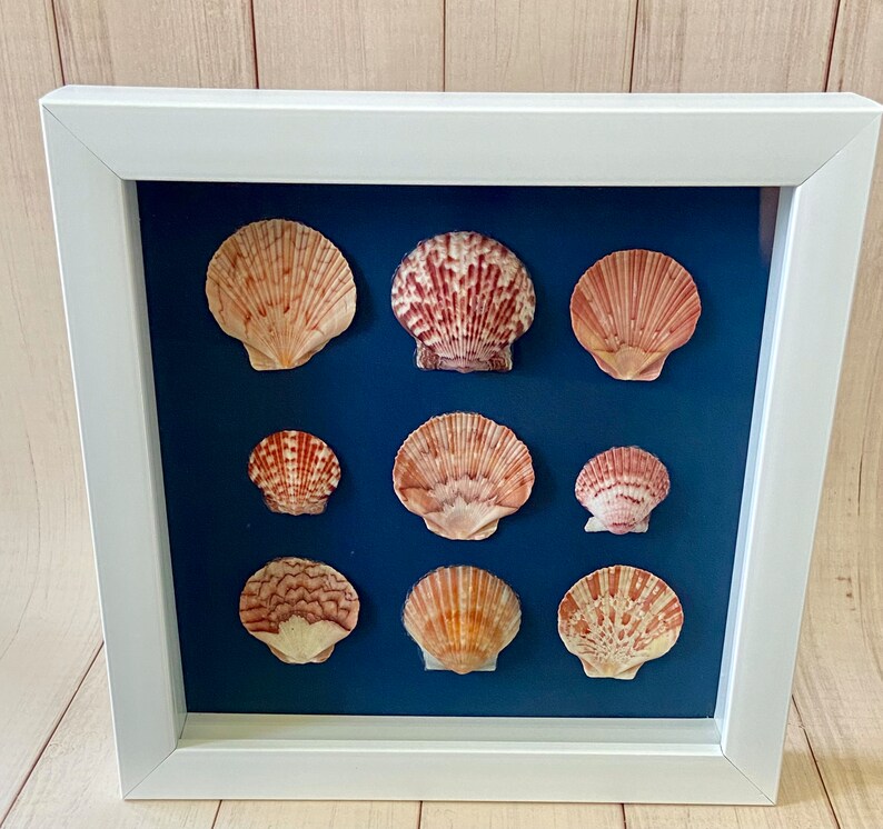 Seashell Scallops Shadow Box - Etsy