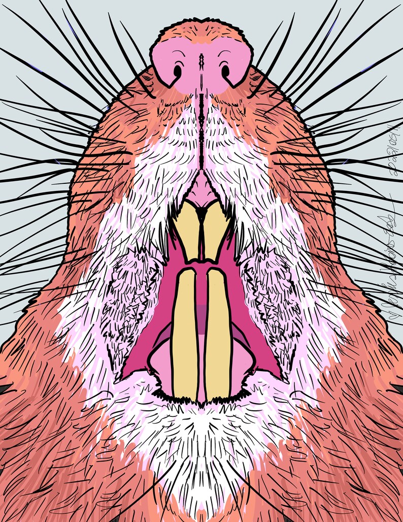 Rat Snoot Coloring Page, Snout, Snozz, Nose, Mouth, Tongue, Cute, Fun ...
