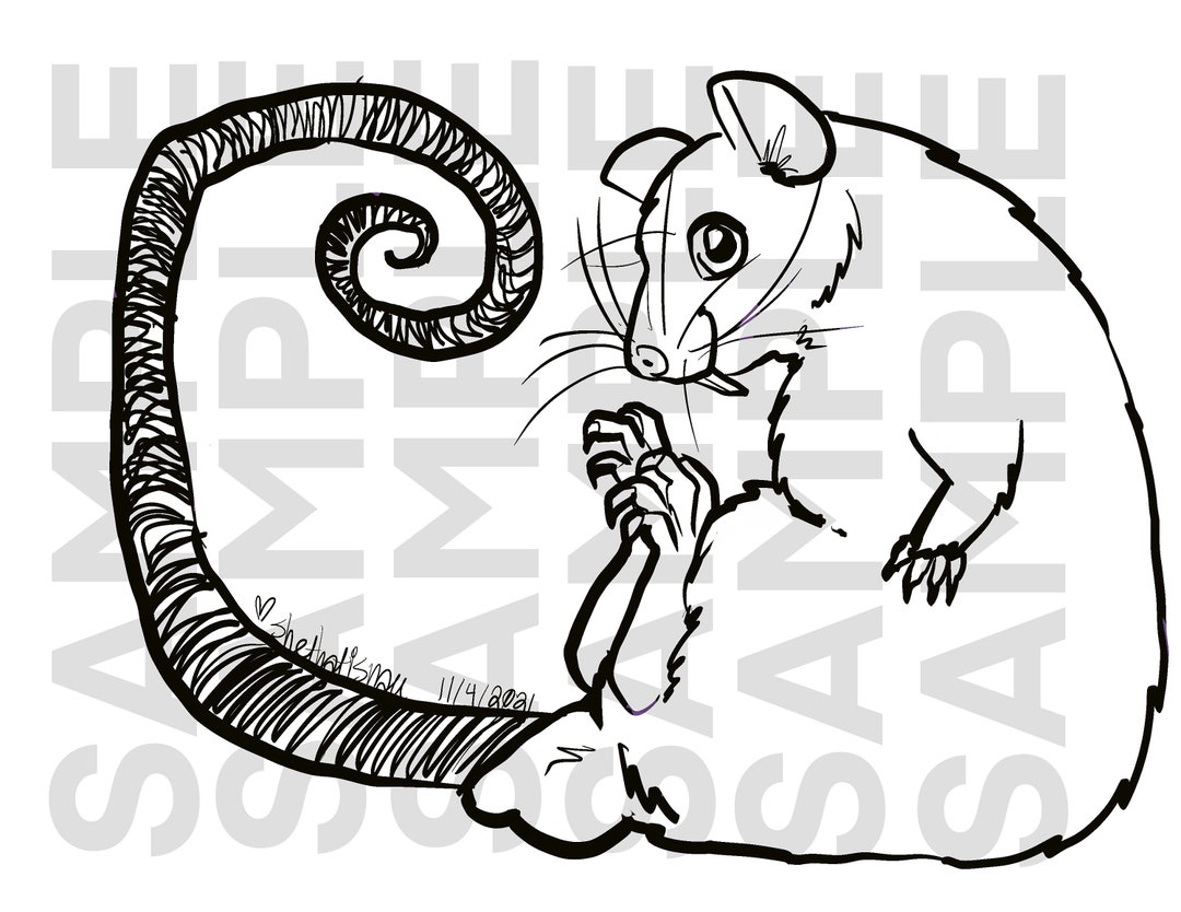 Fat Rat Sitting on His Biscuit, Cute Pet Rat, Rats, Animals, Fun, Silly ...