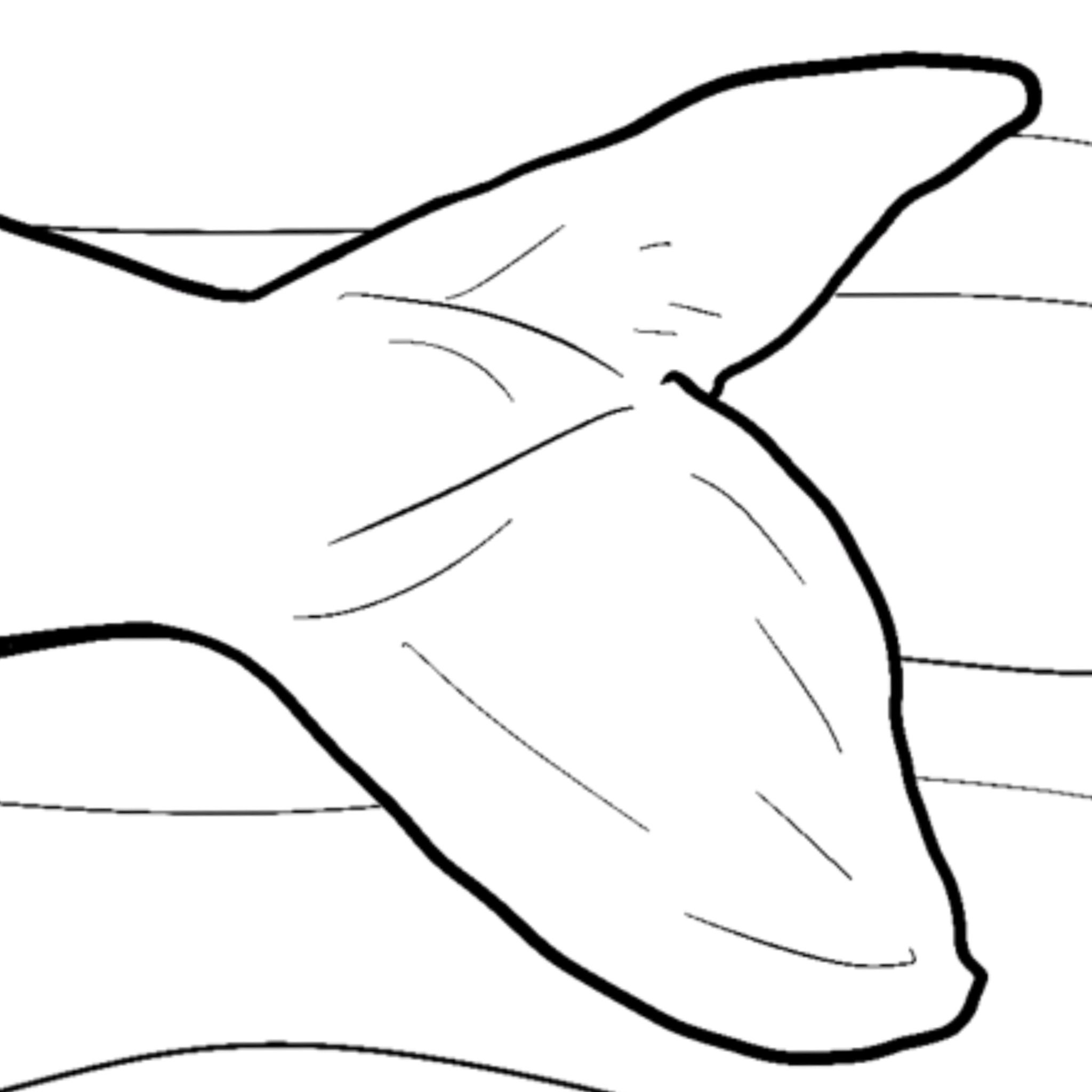 Whale Merfolk Mermaid Cute Mermay Cryptid Adult Kawaii - Etsy