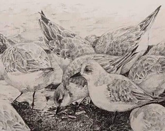 Sanderling Drawing - Etsy