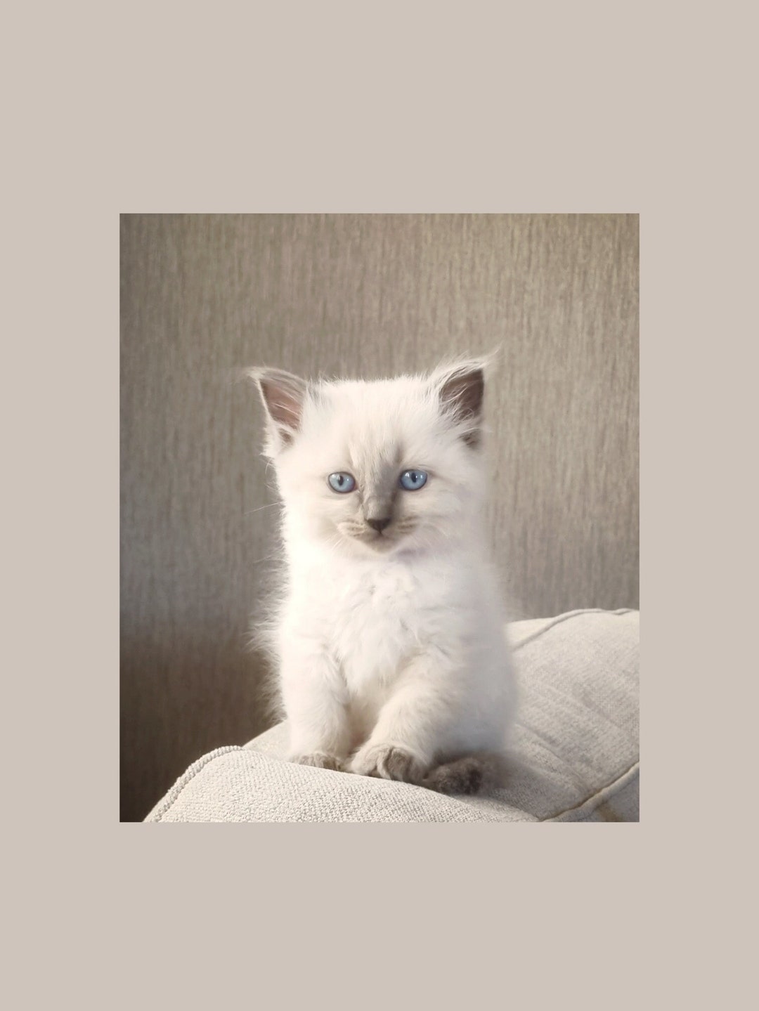 Cute Ragdoll Kitten Download Posters - Etsy