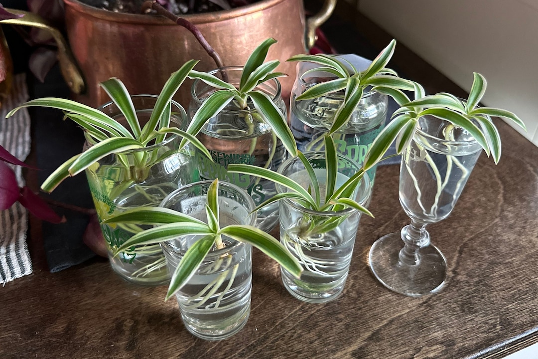 Spider Plant Babies Aka: Spider Ivy Ribbon Plant Airplane Plant Low ...