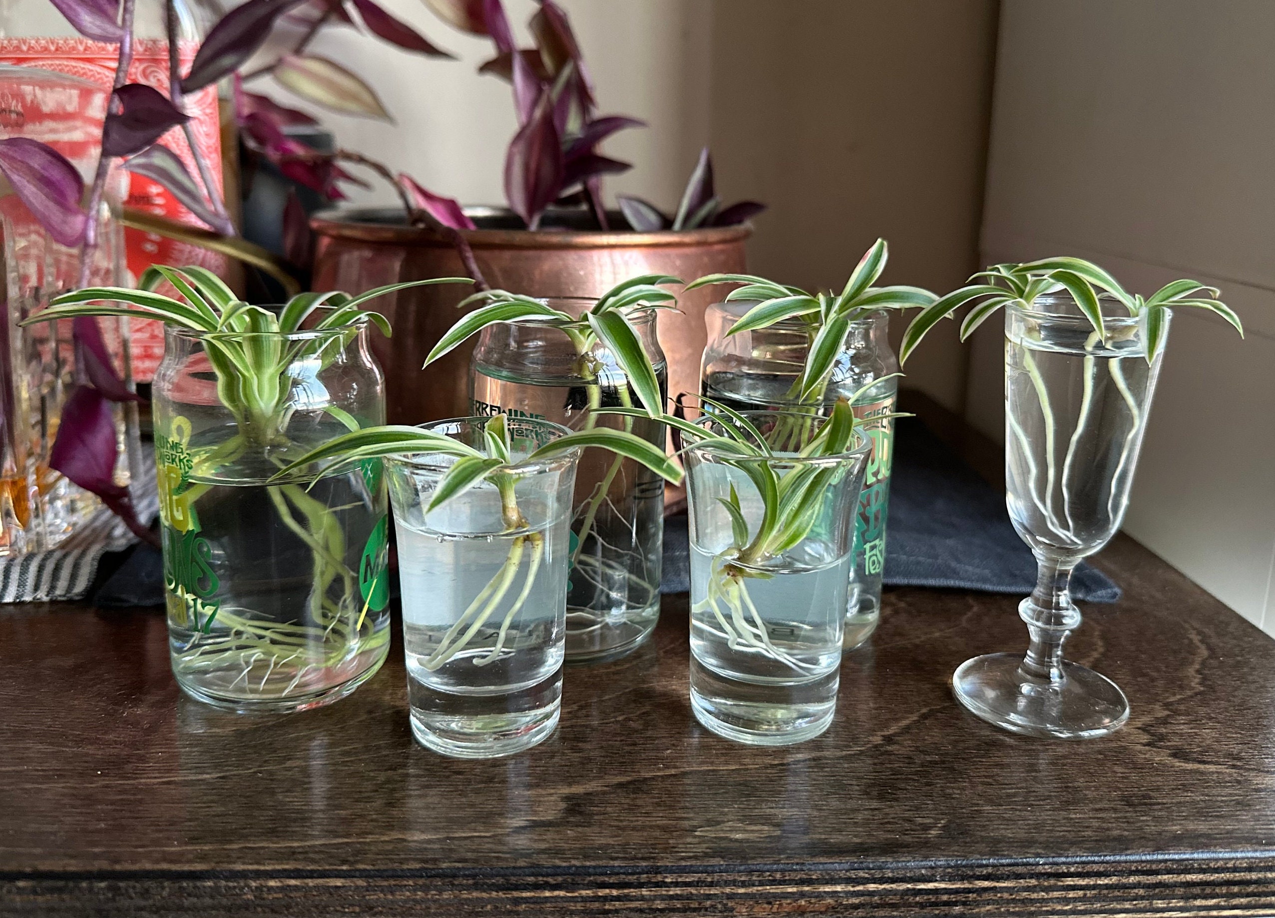 Spider Plant Babies Aka: Spider Ivy Ribbon Plant Airplane Plant Low ...