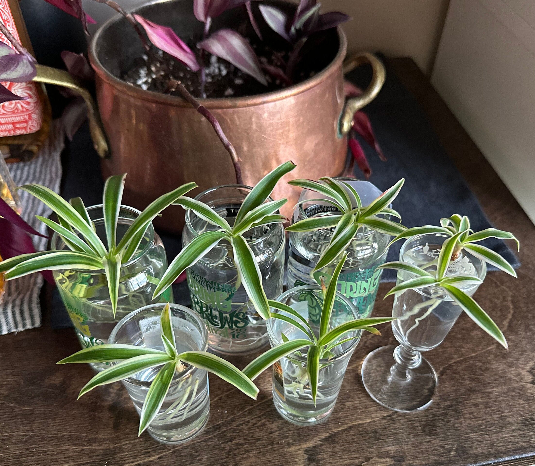 Spider Plant Babies Aka: Spider Ivy Ribbon Plant Airplane Plant Low ...
