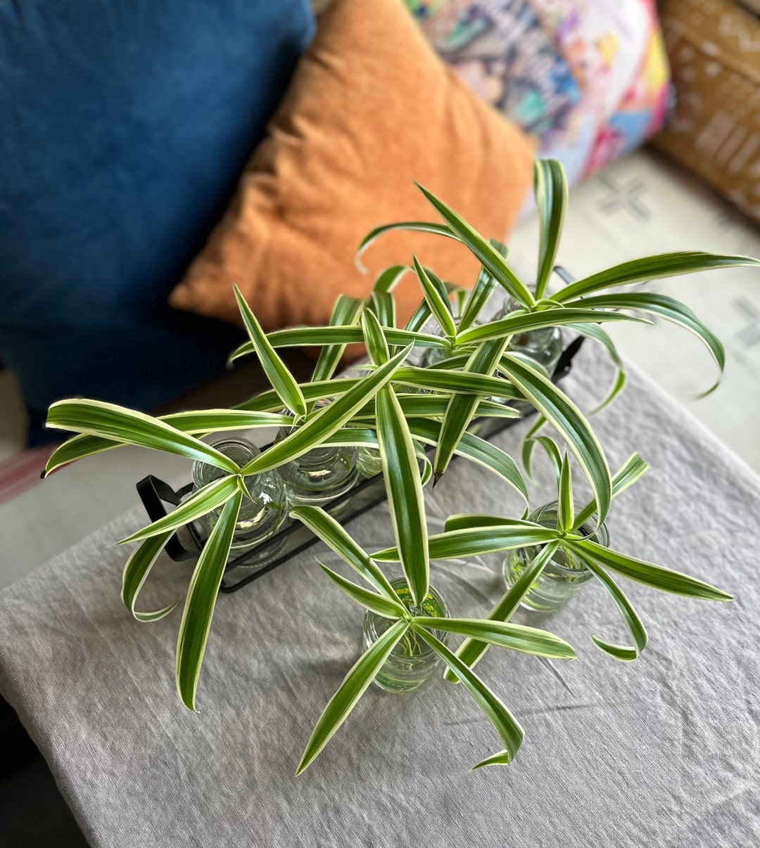 Spider Plant Babies - Aka: Spider Ivy - Ribbon Plant - Airplane Plant ...