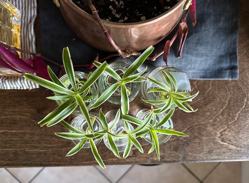 Spider Plant Babies Aka: Spider Ivy Ribbon Plant Airplane Plant Low ...