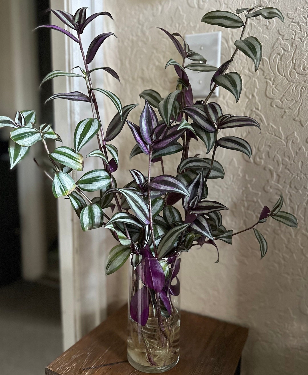 Tradescantia Zebrina Cuttings AKA Silver Inch Plant Spiderwort ...