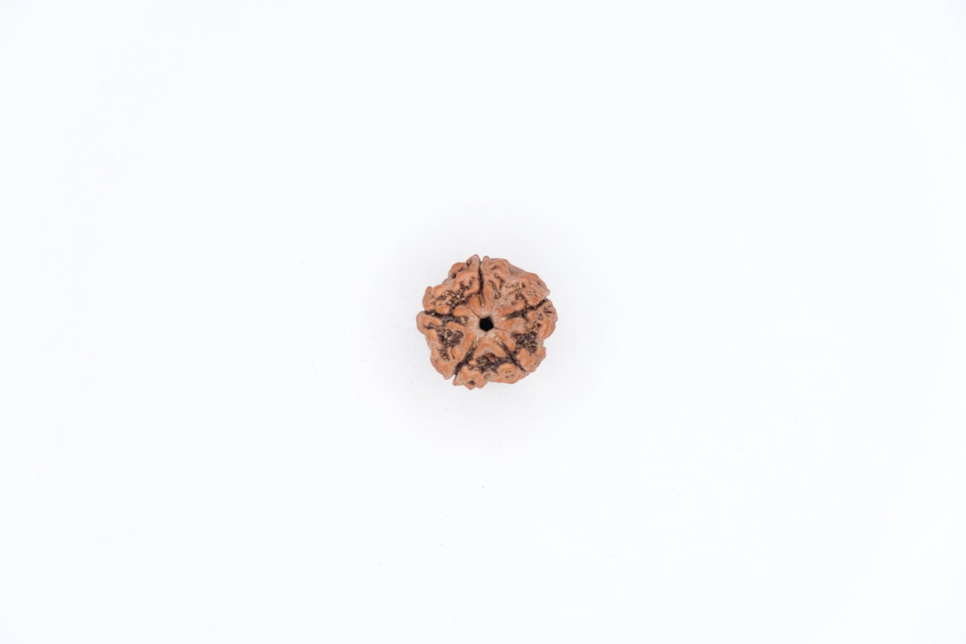 5 Face Rudraksha (pancha Mukhi) - Etsy