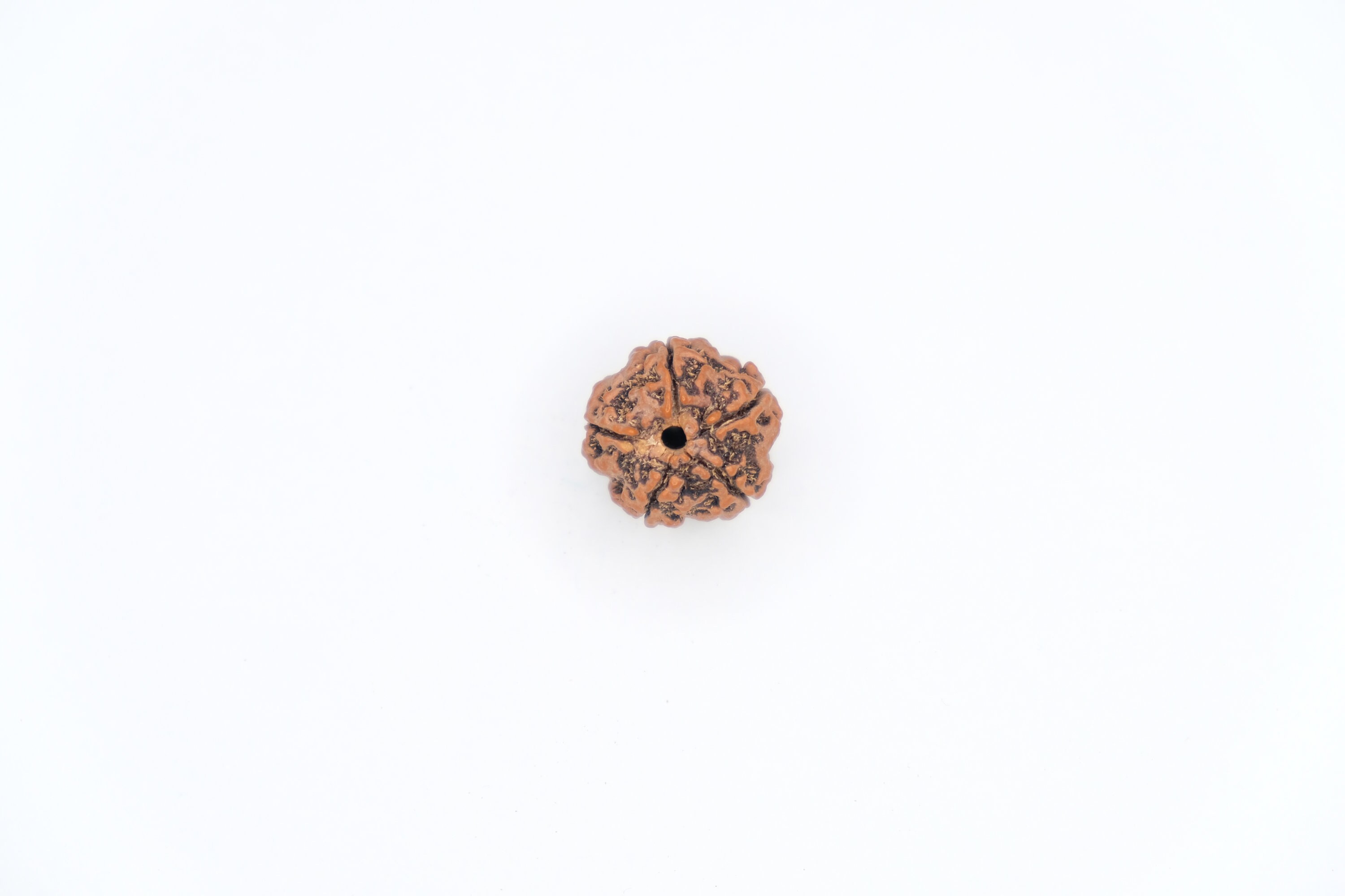 5 Face Rudraksha (pancha Mukhi) - Etsy