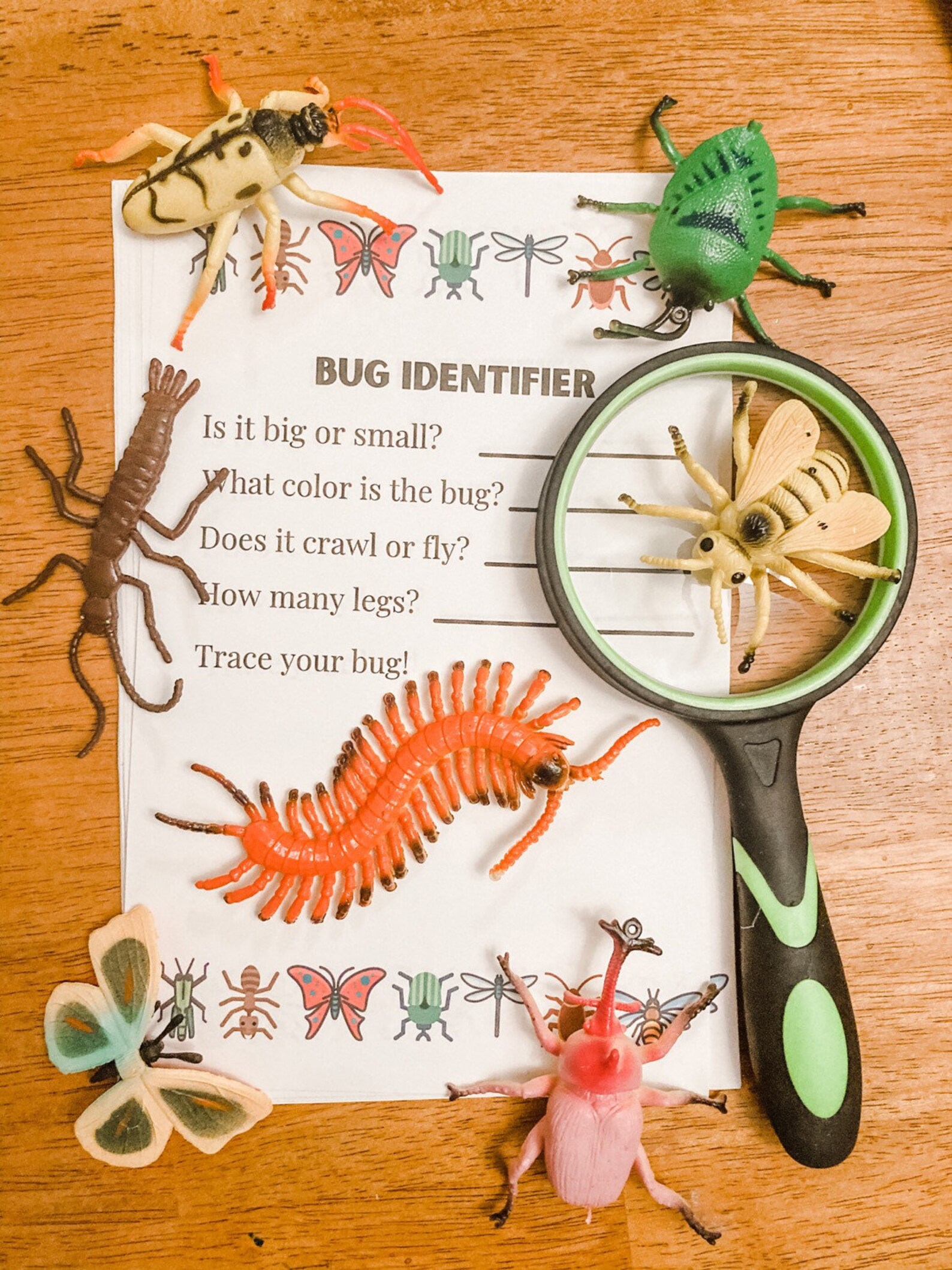 Bug Identifier Printable - Etsy