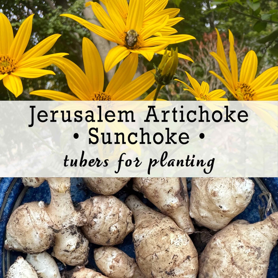 Jerusalem Artichoke Plant / Sunchoke Tubers - Native USA Sunflower ...