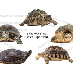 Turtles Turtle PNG Bundles Bundle Pet Aquarium River Animal Animals ...